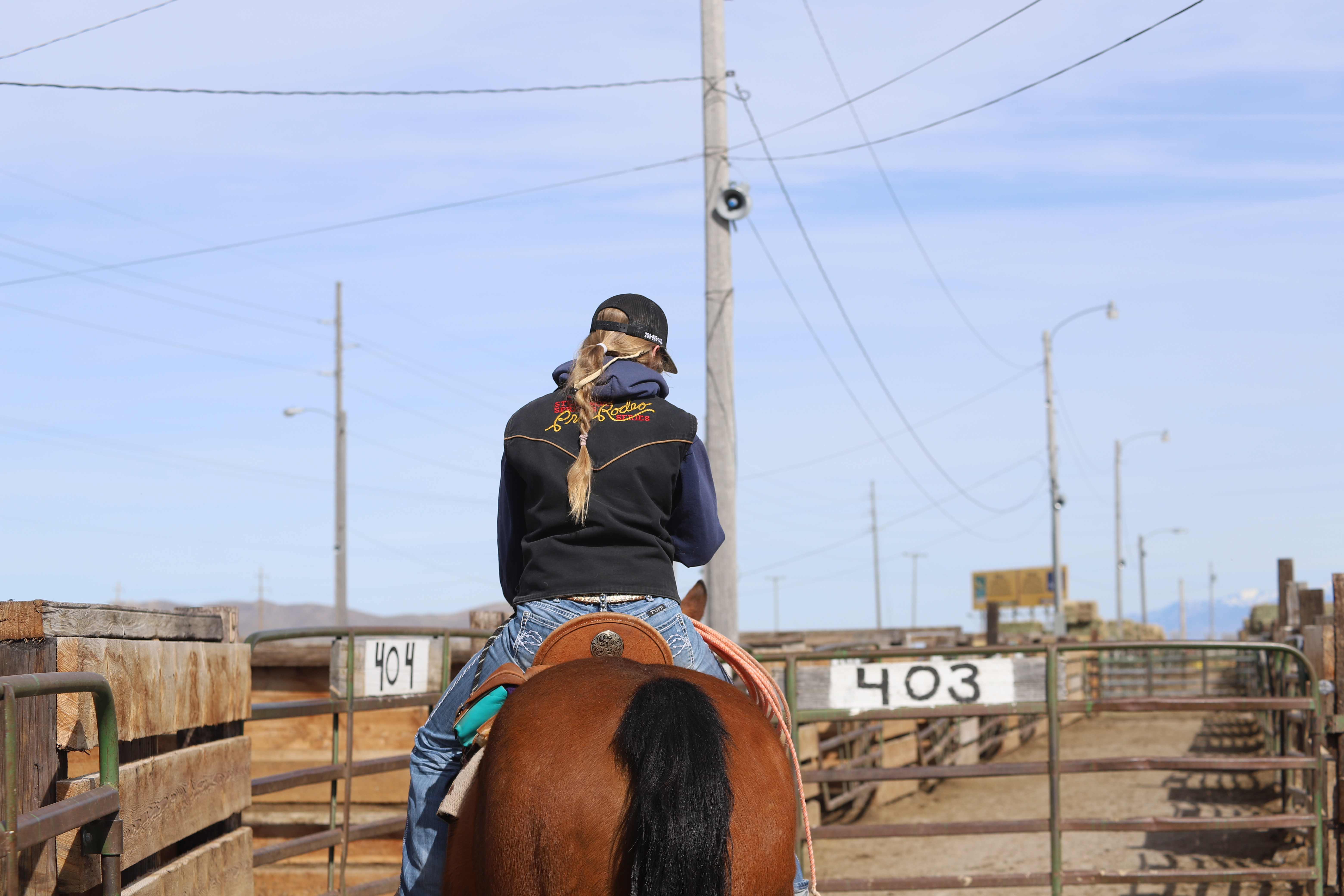 Market Reports – Dillon Livestock Auction