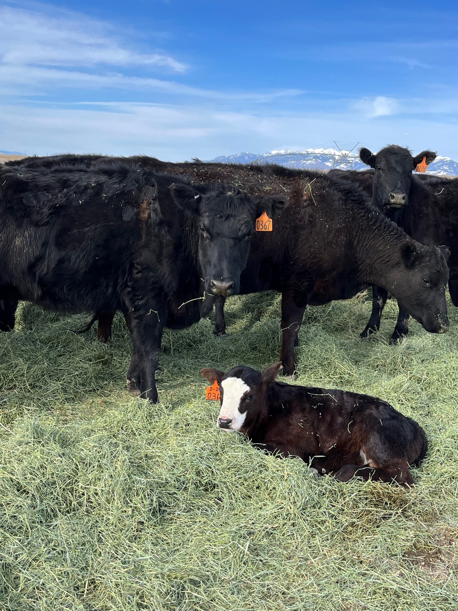 Dillon Livestock Auction – Here to take care of you and your cattle