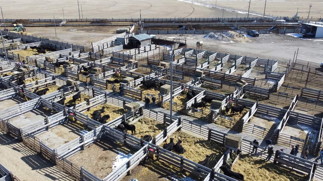 Dillon Livestock Auction – Here to take care of you and your cattle